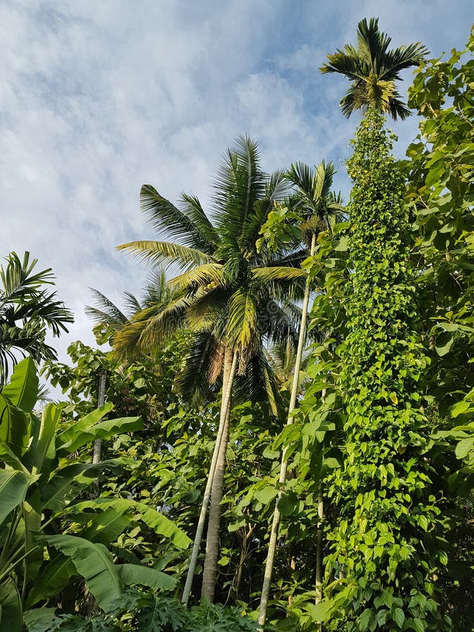 High trees stock photo. Image of travel, landscape, environments ...