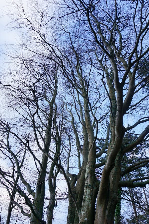 High trees stock image. Image of growth, stem, trees - 65933233