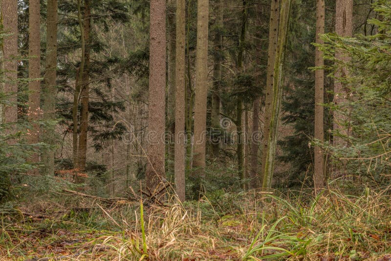 Trees in the Middle of the Forest Stock Image - Image of derhausen ...