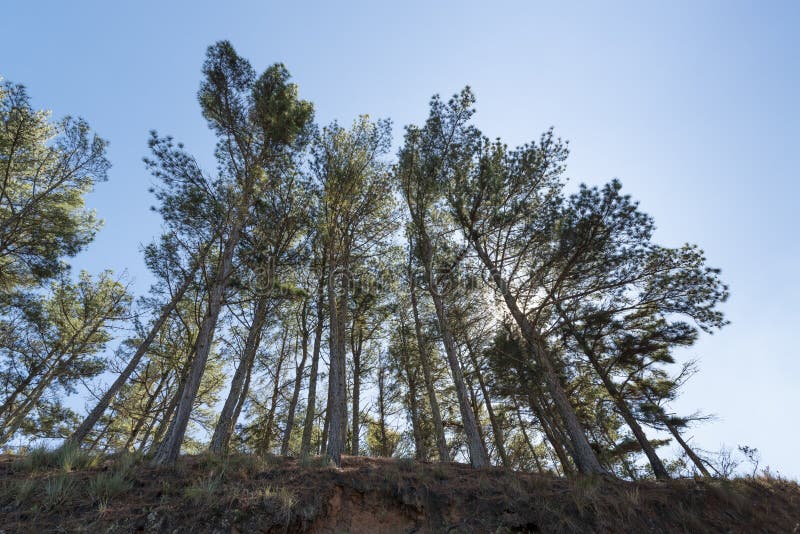 High Trees in Perspective Under a Blue Sky Stock Image - Image of ...