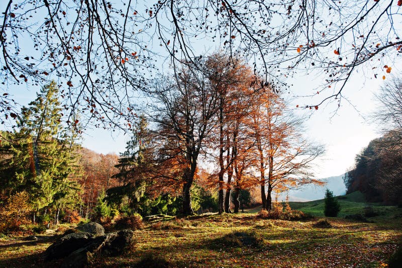 High Trees and Pine Trees on Autumn Forest on Sunlight Stock Photo ...