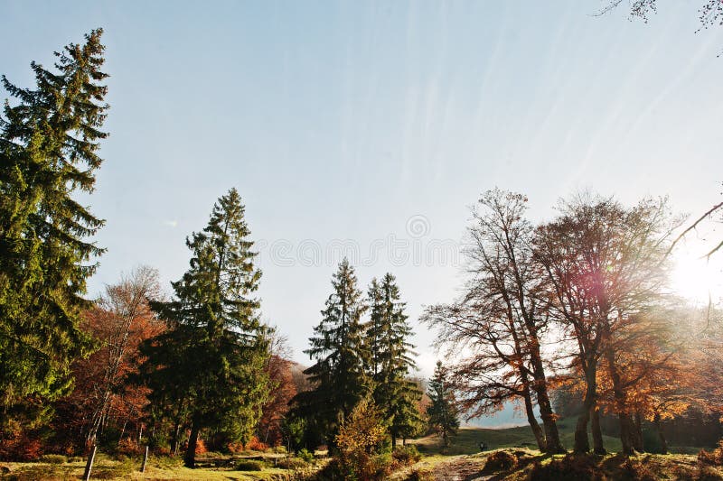 High Trees and Pine Trees on Autumn Forest on Sunlight Stock Photo ...