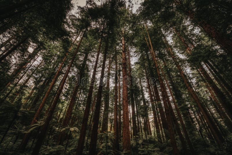 High Trees of Redwood Forest Stock Image - Image of angle, evergreen ...