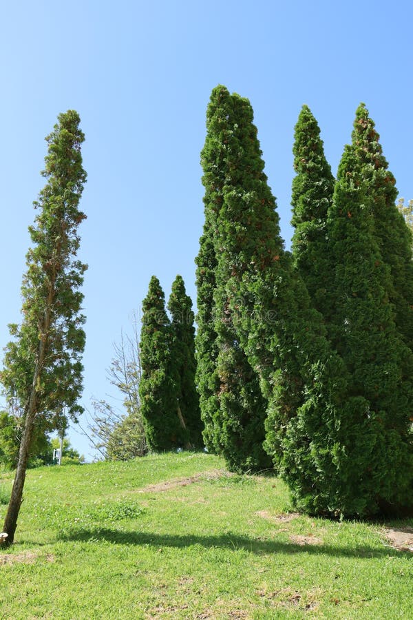 High trees stock image. Image of wood, garden, field - 254698541