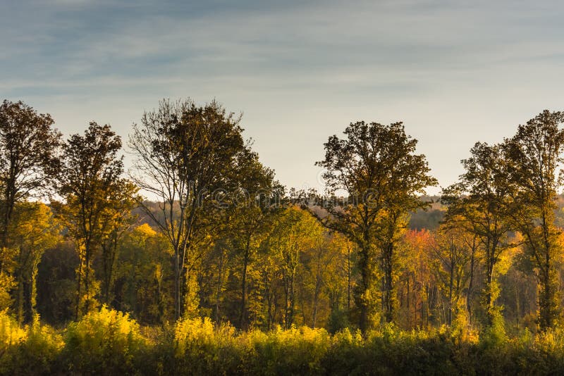 High Trees and Shrubs in the Forest in Autumn Stock Photo - Image of ...