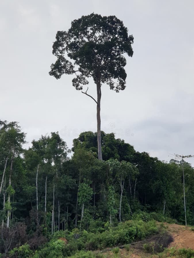 High Trees Stand Tropical Forest Stock Image - Image of high, forest ...