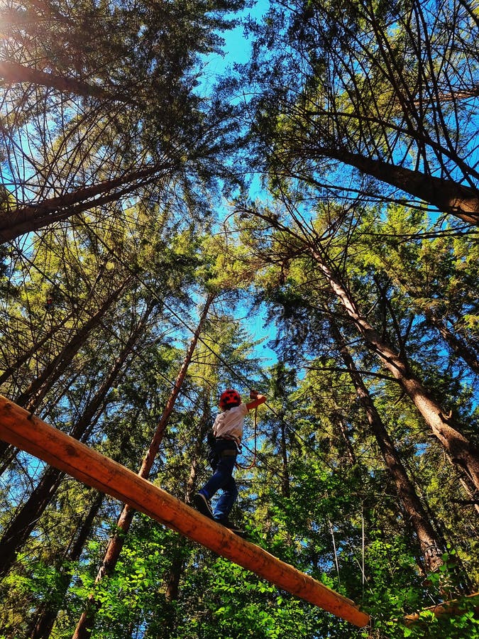 High trees in the summer stock photo. Image of autumn - 227607478