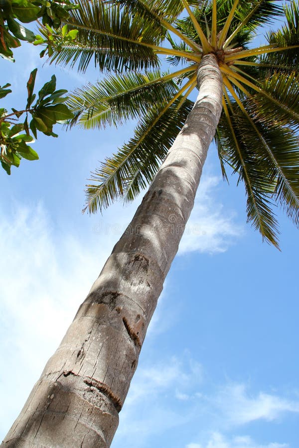 A High Tropical Palm Tree in Perspective Stock Photo - Image of healthy ...