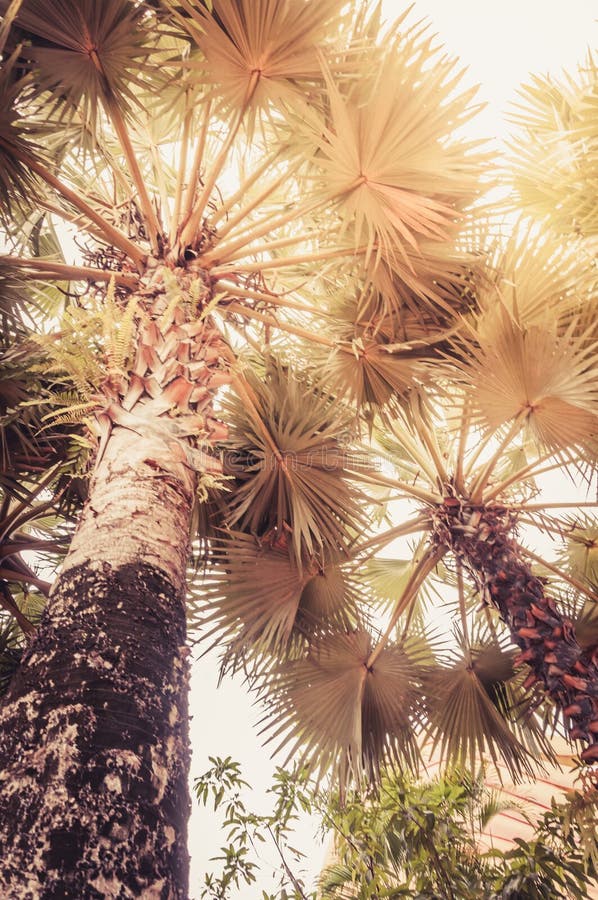 High Tropical Palm Trees. Bottom View. Stock Image - Image of nature ...