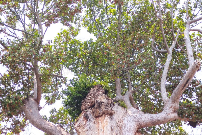 High Tropical Tree on Sky Background Under View Stock Photo - Image of ...