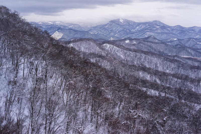 High View of Leafless Forest and Mountains Covered with Snow Stock ...