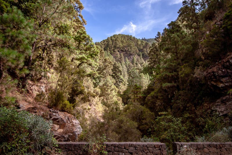 High View Over a Forest from a Bridge Stock Image - Image of idyllic ...