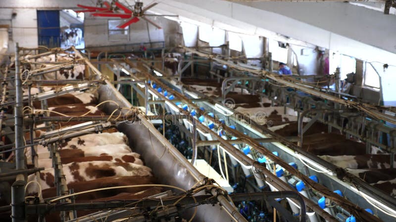 High View on Process of Milking Cows by Automatic Industrial System on ...