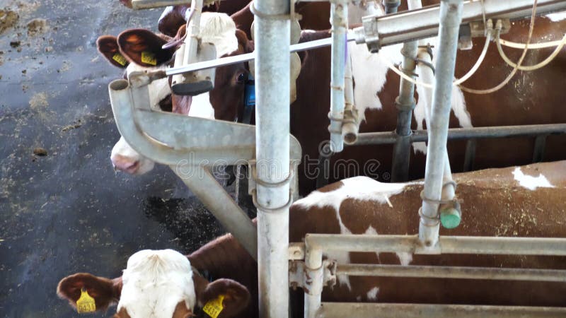High View on Process of Milking Cows by Automatic Industrial System on ...