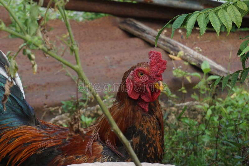 High View of Rooster with Red Crest among the Grass Stock Photo - Image ...