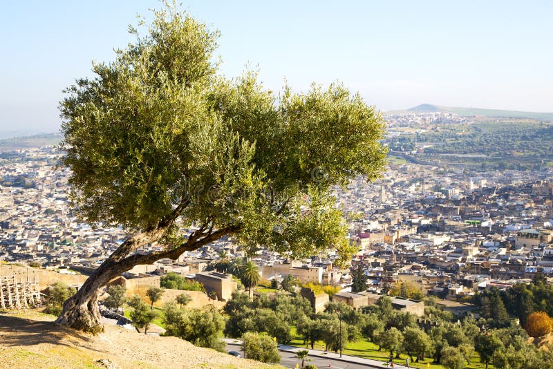 From High in the Village Morocco Tree Stock Photo - Image of atlas ...