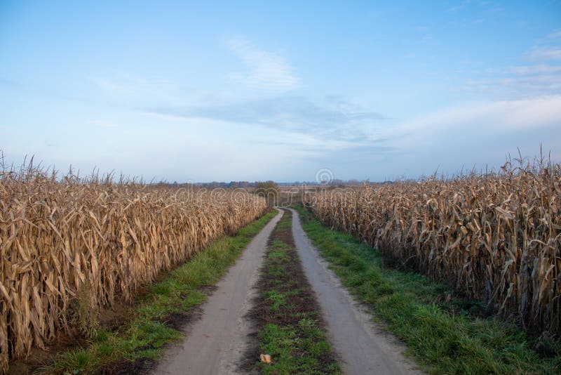 High Voltage Line Over the Fields Stock Image - Image of technology ...