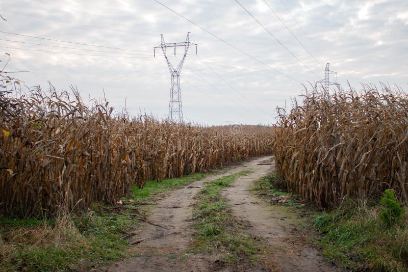 High Voltage Line Over the Fields Stock Photo - Image of energy, power ...