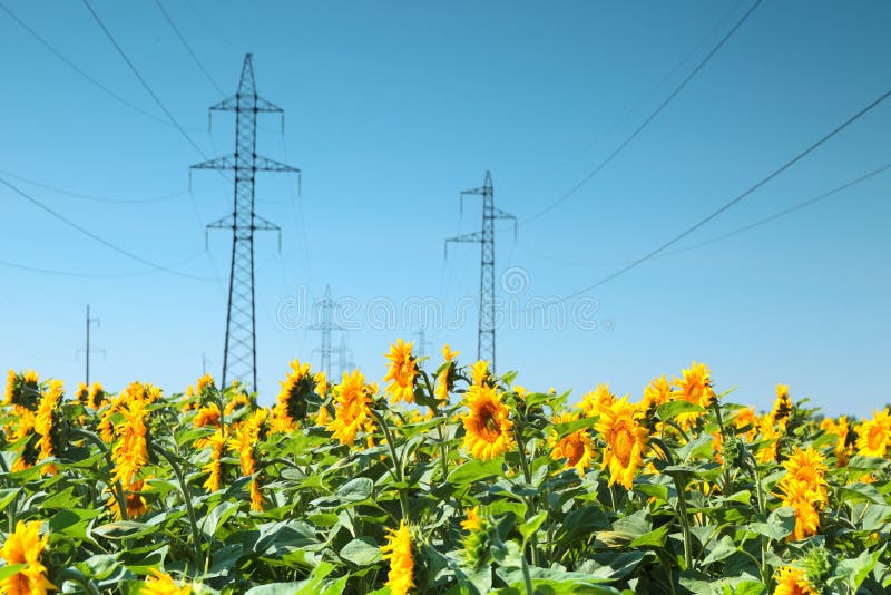High-voltage Power Line in the Field of Sunflowers Stock Photo - Image ...