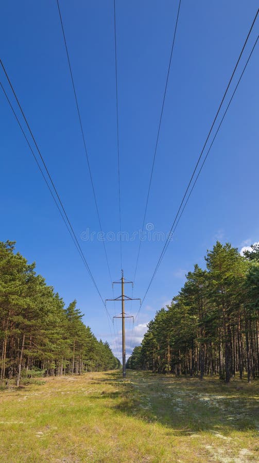 High Voltage Power Line in Forest Stock Image - Image of sunny, pine ...