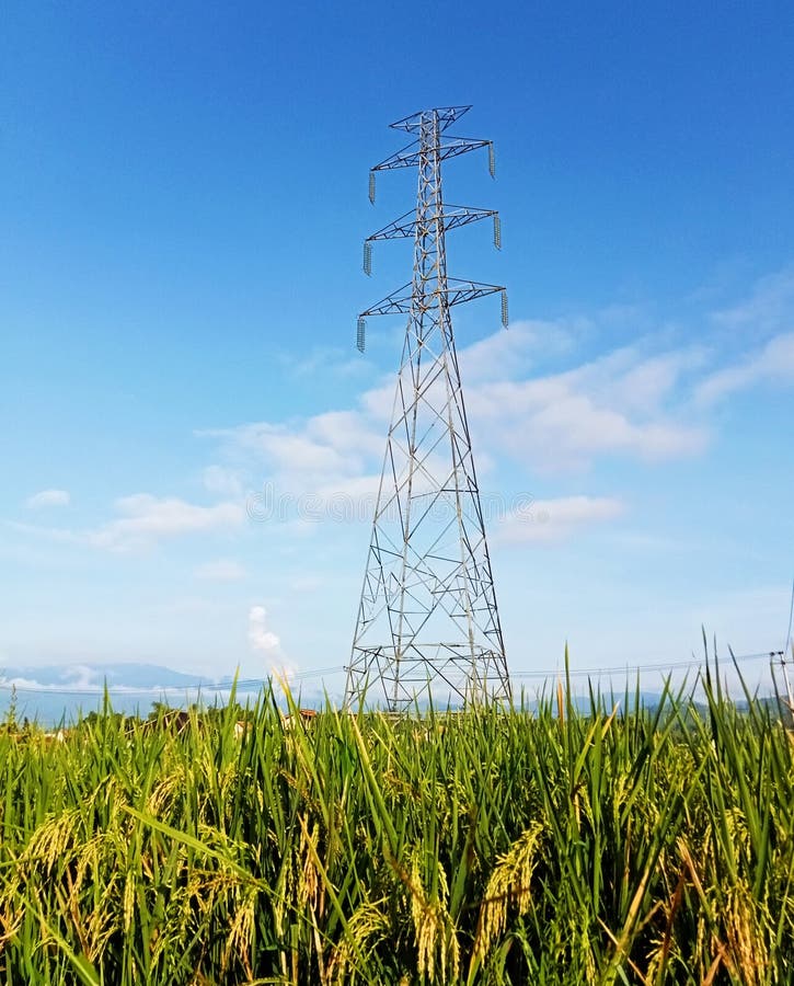 High-voltage Power Towers Above the Rice Fields Stock Image - Image of ...
