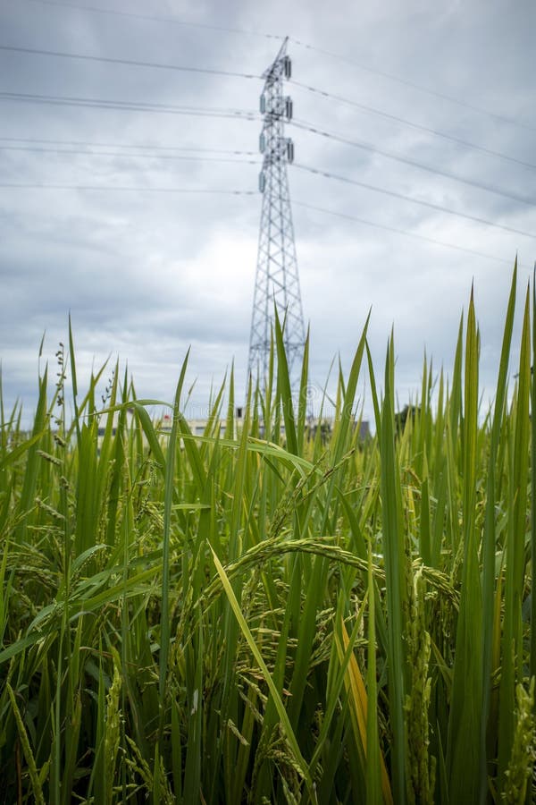 A High Voltage Power Transmission Tower Over Paddy Fields in Yogyakarta ...
