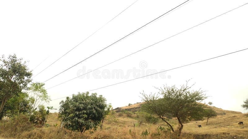 High Voltage Wire Passing Over the Trees Stock Image - Image of farm ...