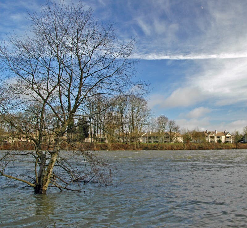 High Water stock photo. Image of trees, northwest, trunk - 494096