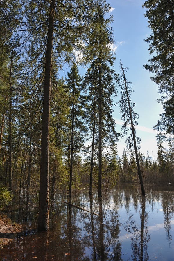 High water stock photo. Image of lake, pond, river, beauty - 70960518