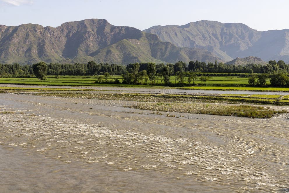 High Water Flow in the River with a Rice Fields in the Background Stock ...