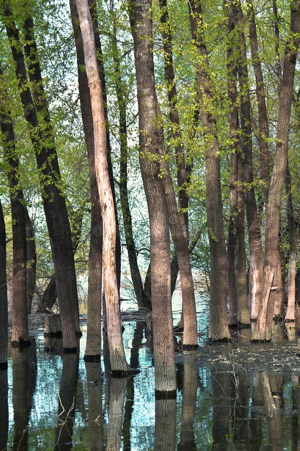 High water in the forest stock image. Image of wood, high - 40375207