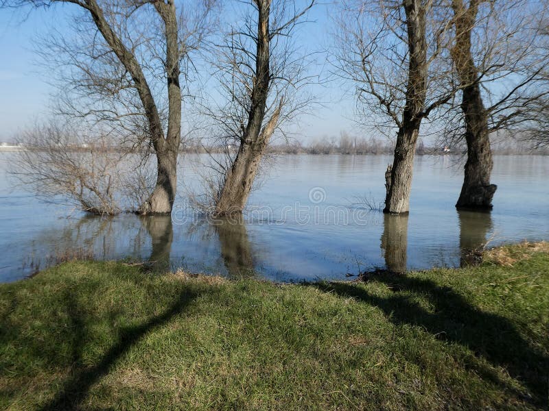 High Water Level of the River and Flooded Trees and Shadows Stock Photo ...