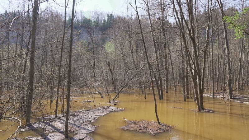 High Water in Spring Forest, Flooded Trees Underwater after River Flood ...
