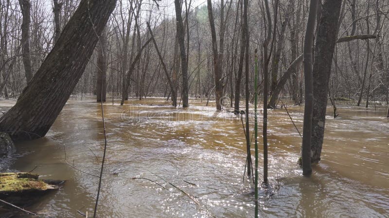 High Water in Spring Forest, Flooded Trees Underwater after River Flood ...