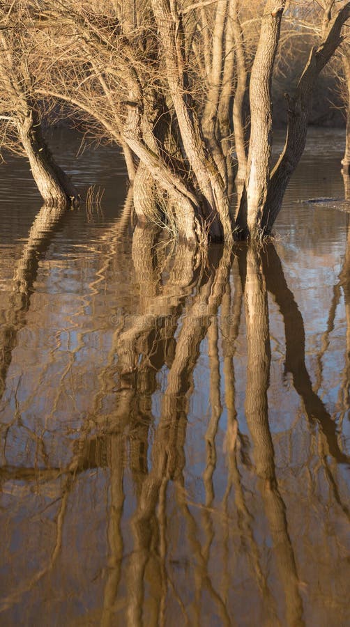 High Water. the Trees Stand in the Spring in the Water Stock Photo ...