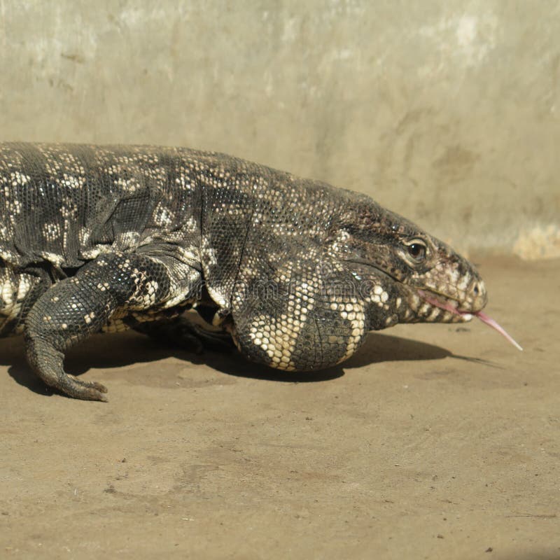 Tegu Lizard stock image. Image of animal, argentina, wildlife - 2806315