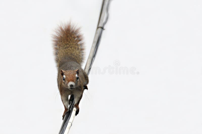 High Wire Act, in the Balance! Stock Image - Image of tightrope, tail ...