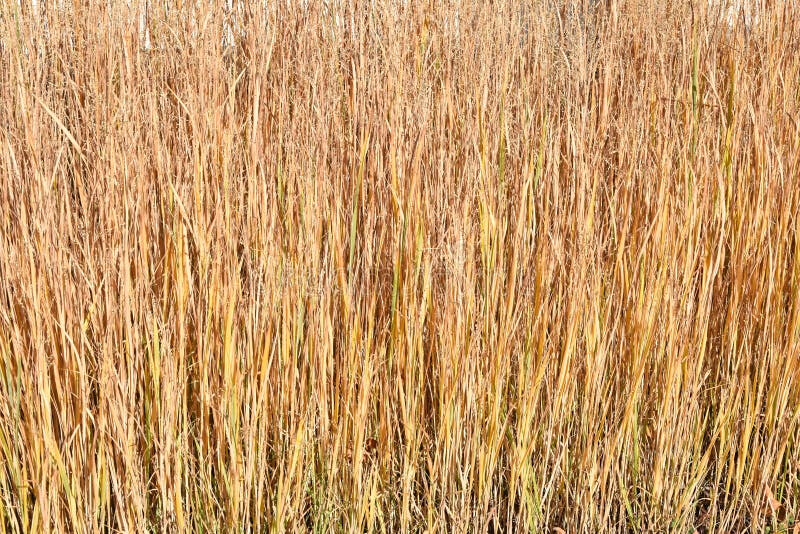 High Yellow Grass Plants in Autumn Time Stock Image - Image of meadow ...