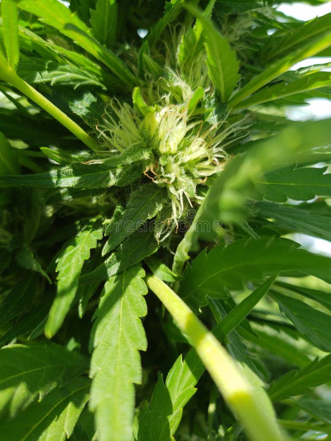 High! stock photo. Image of sativa, young, grown, outdoors - 128183602