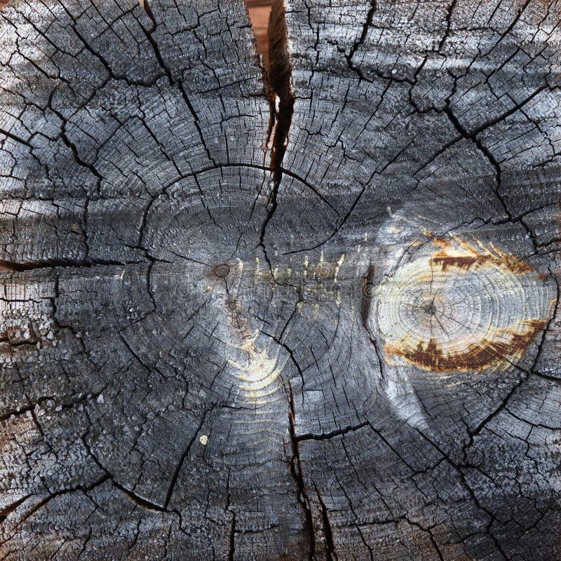 Higher Resolution Image of a Log with Many Cracks in it Stock Image ...