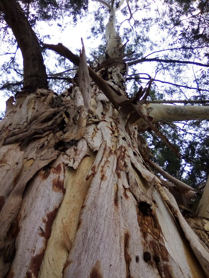 Old tree stock image. Image of branche, nature, tree - 124014737
