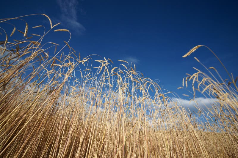 Highland Barley with Blue Sky Stock Image - Image of plant, outdoor ...