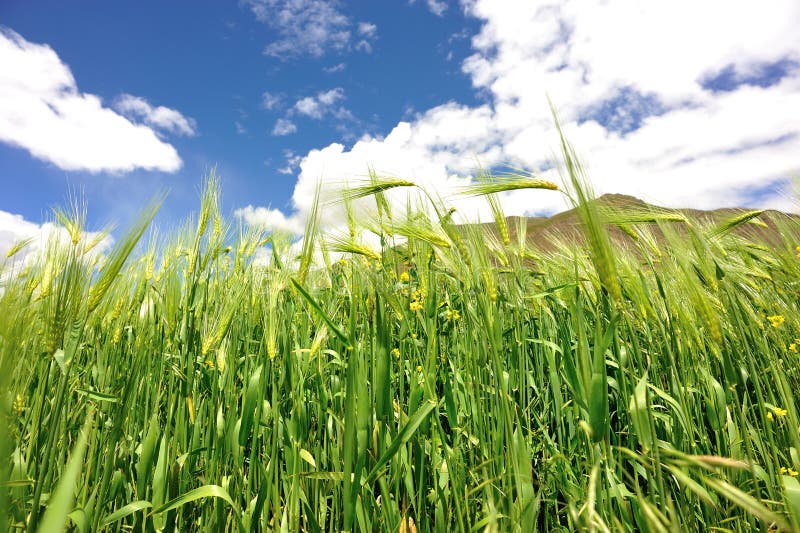 Highland barley crops stock image. Image of blue, barley - 48387735