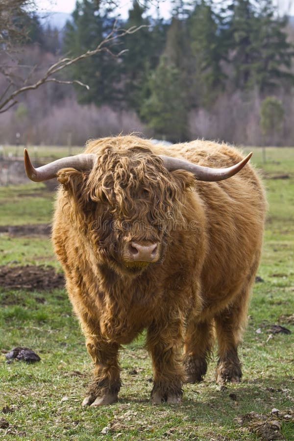 Highland Cattle Pair stock image. Image of highland, animals - 13542993
