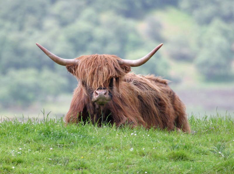 Highland Bull stock image. Image of highland, field, docile - 48235