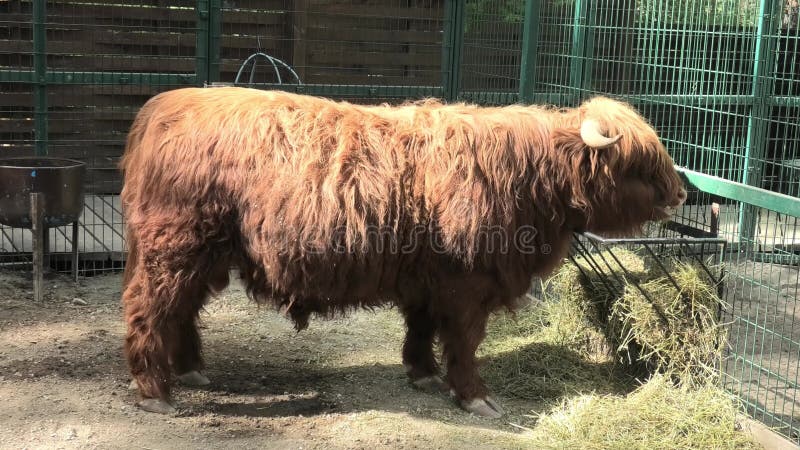 Highland bull in a paddock stock video. Video of cattle - 319511727