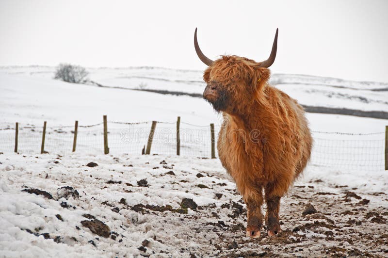 Highland bull in snow stock image. Image of male, britain - 15638125