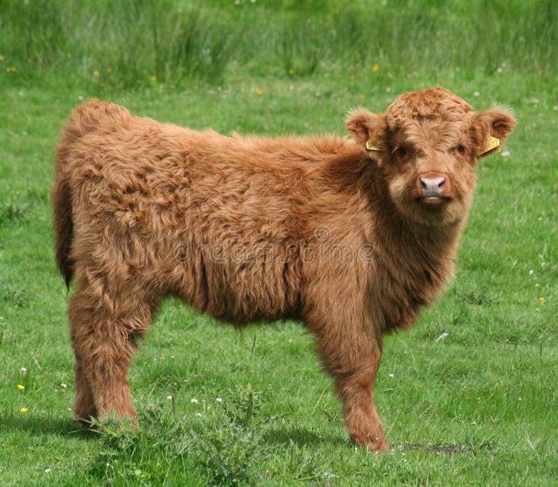 Highland Calf stock image. Image of calf, animal, cattle - 11229595