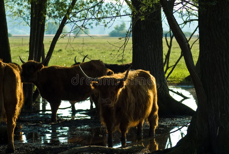 Highland cattle stock photo. Image of cows, cattle, herd - 5488028