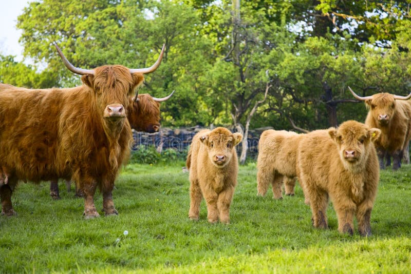 Cuddly Scottish Highland Cattle in Pink Heather, Scotland, Great ...